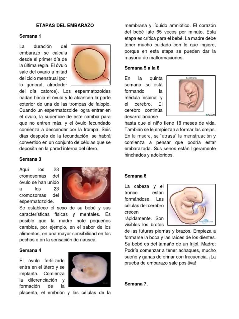 Etapas Del Embarazo Por Trimestre: Resumen Completo | En Pocas Palabras