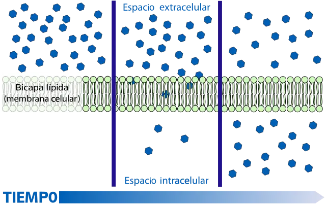 Difusión Simple: Resumen Y Explicación | En Pocas Palabras